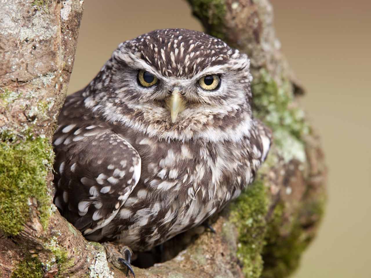 Little Owl | Find The Wildlife Within